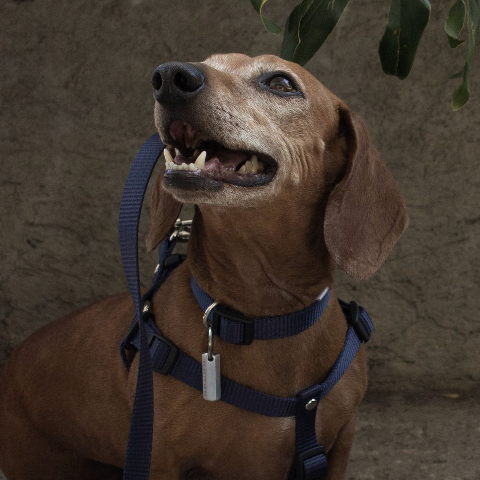 Epic Pets - Your Pet. Your Style. – EPIC PETS
